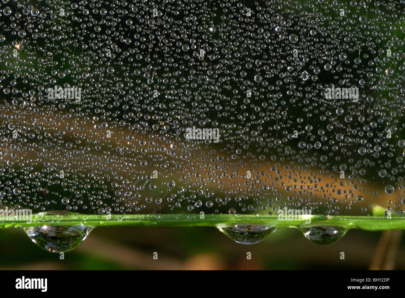 Tomorrow rope on a spider net Stock Photo - Alamy