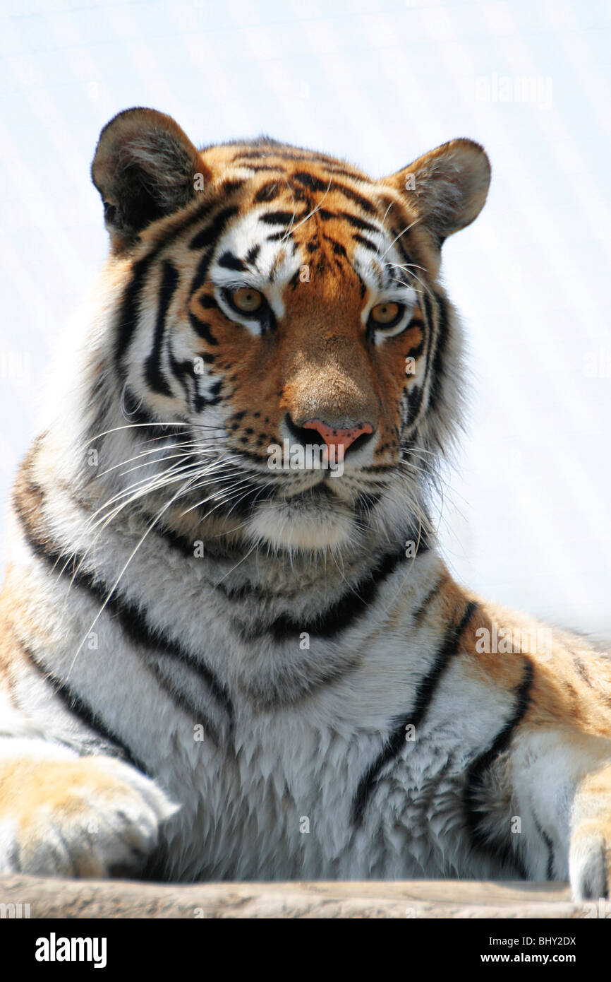 Tiger portraits hi-res stock photography and images - Alamy