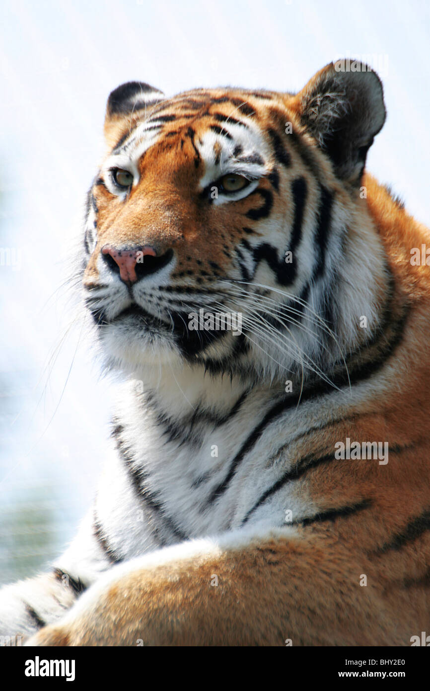 Tiger portraits hi-res stock photography and images - Alamy