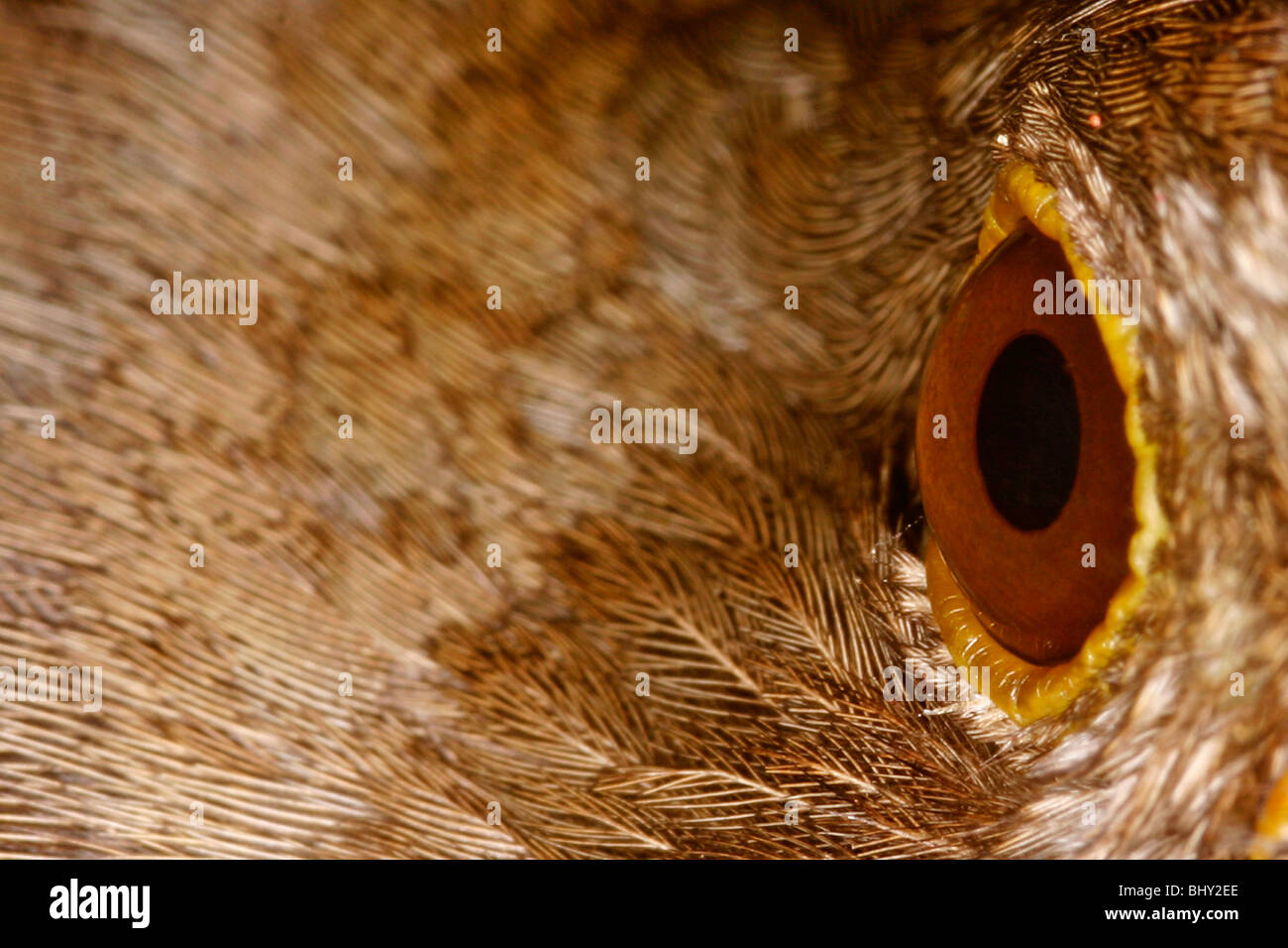 Eye of a blackbird Stock Photo - Alamy