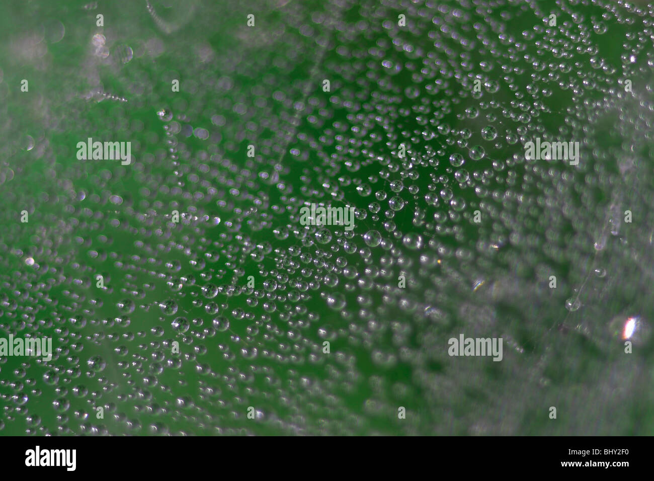 Tomorrow rope on a spider net Stock Photo - Alamy