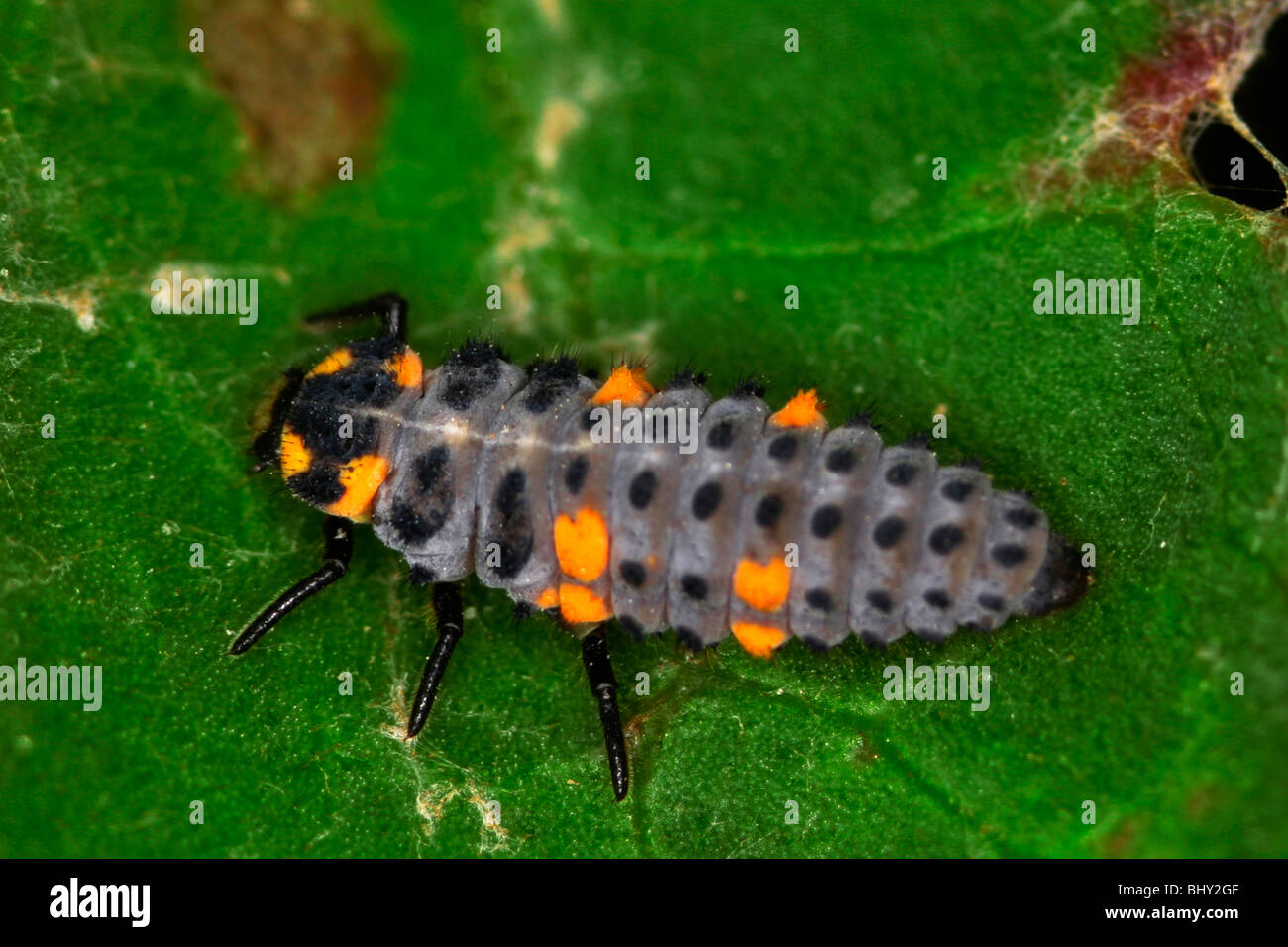 Larva of a ladybird Stock Photo - Alamy