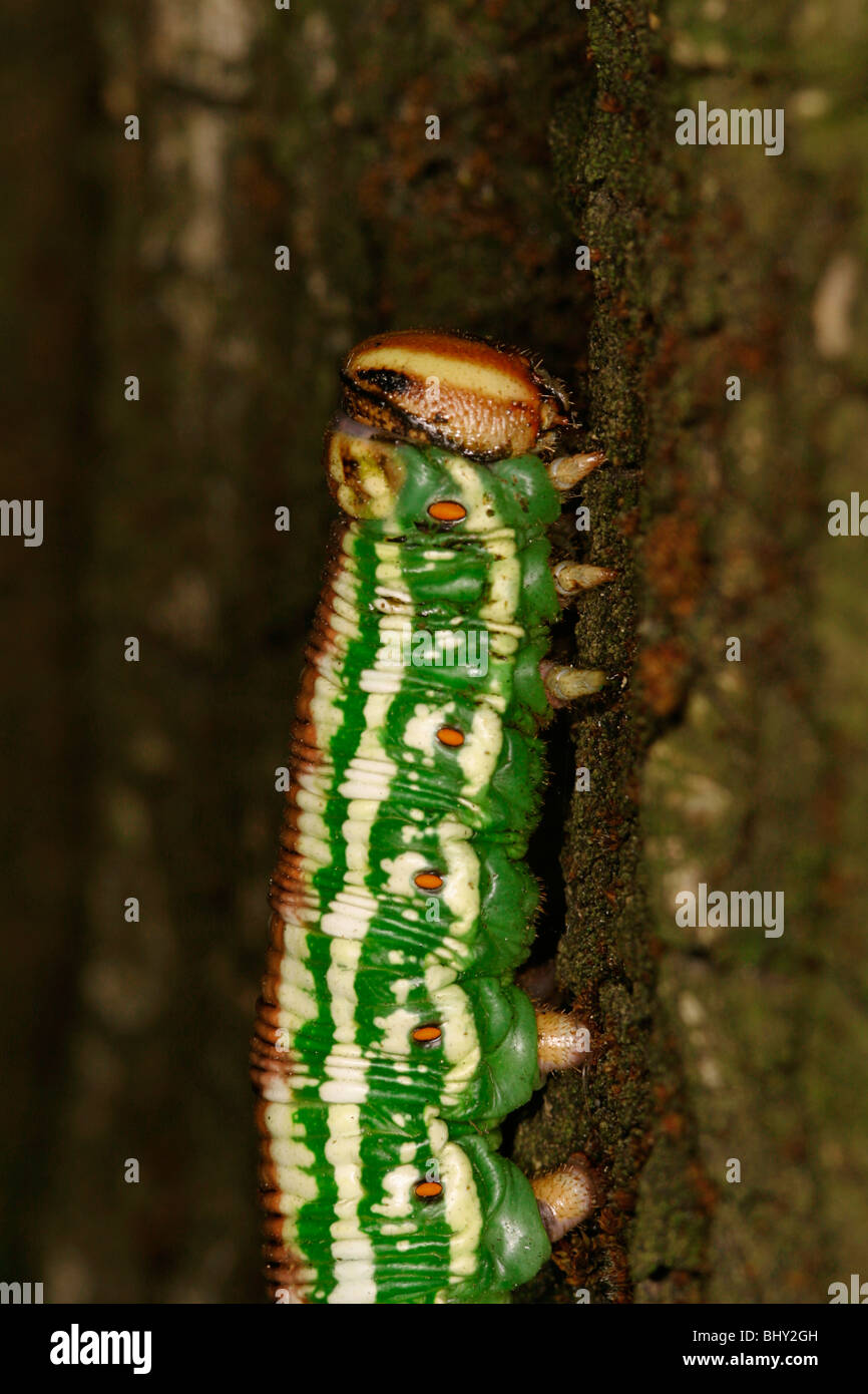 Pine Hawk-moth (Hyloicus pinastri Stock Photo - Alamy