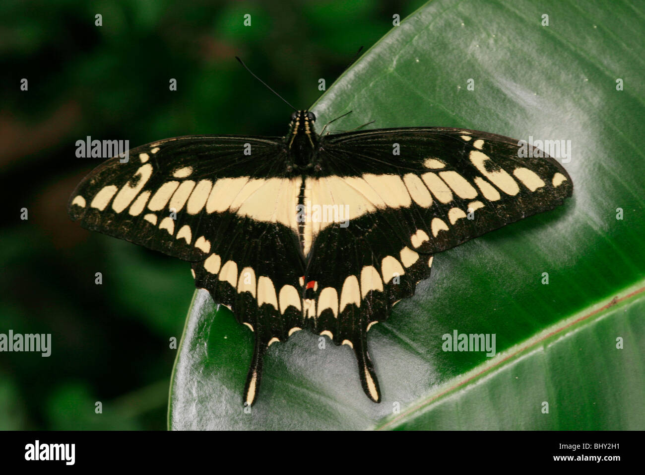 Papilio animal hi-res stock photography and images - Alamy