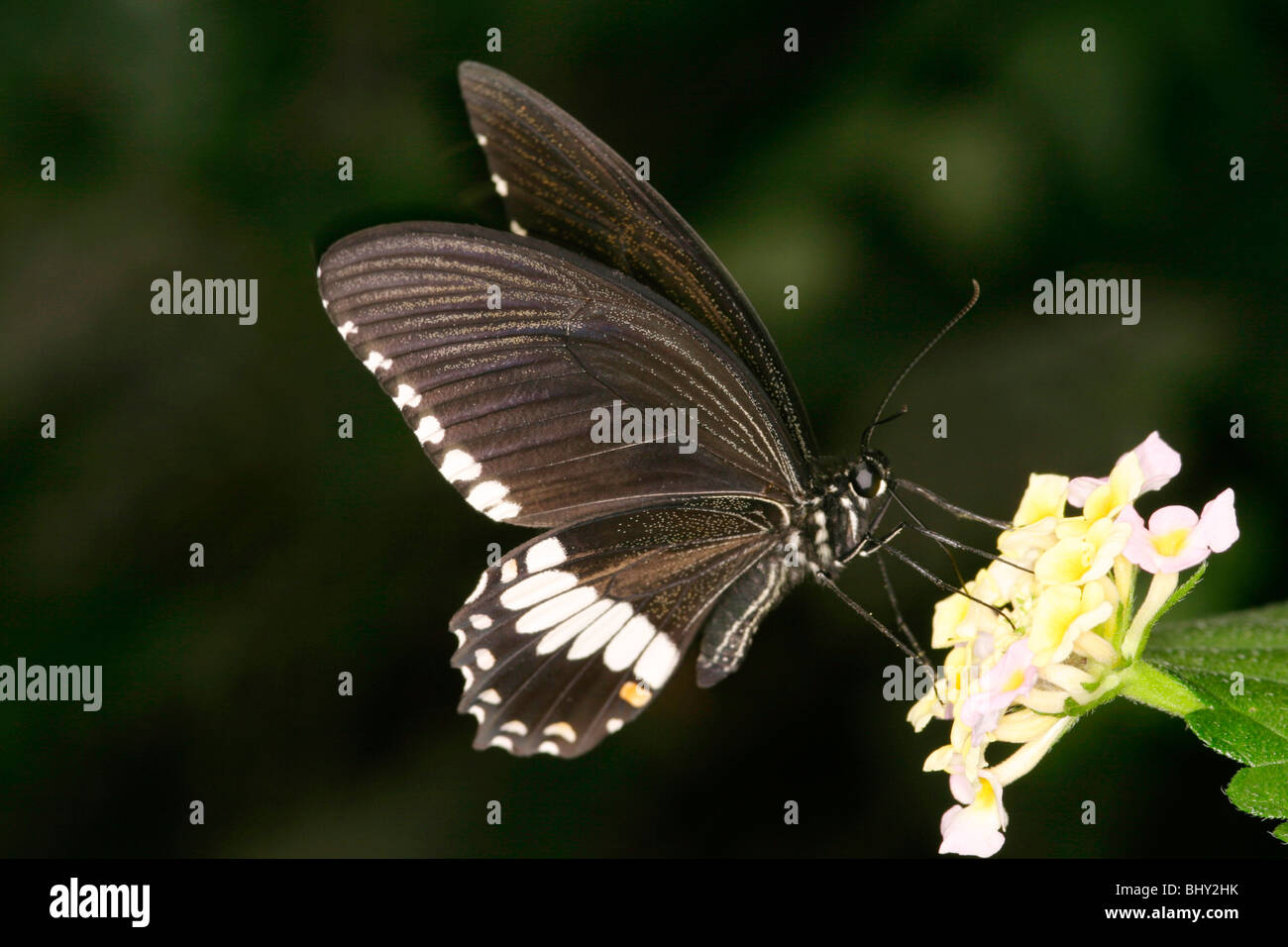 Polites hi-res stock photography and images - Alamy