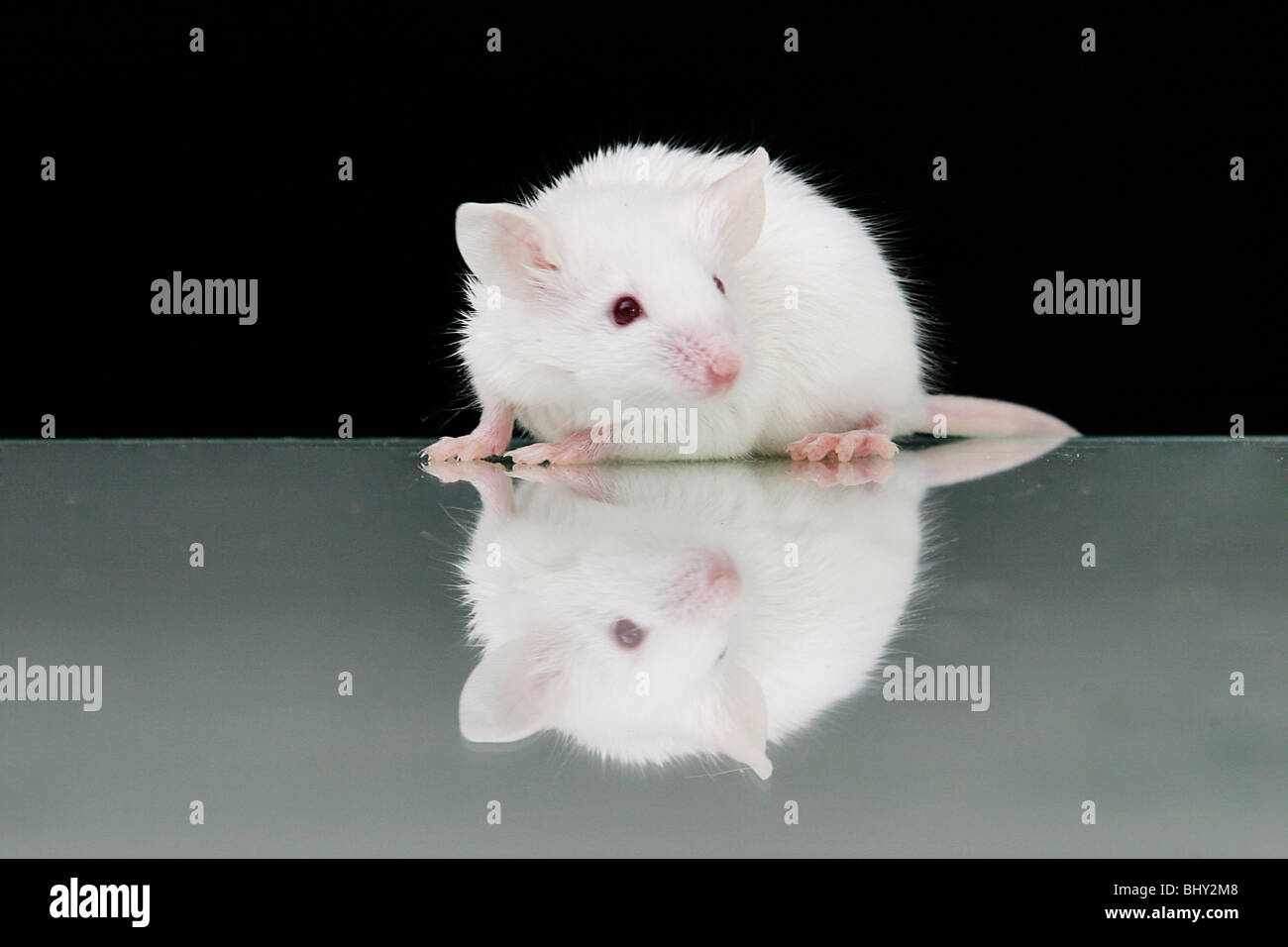 Mouse images animal hi-res stock photography and images - Alamy