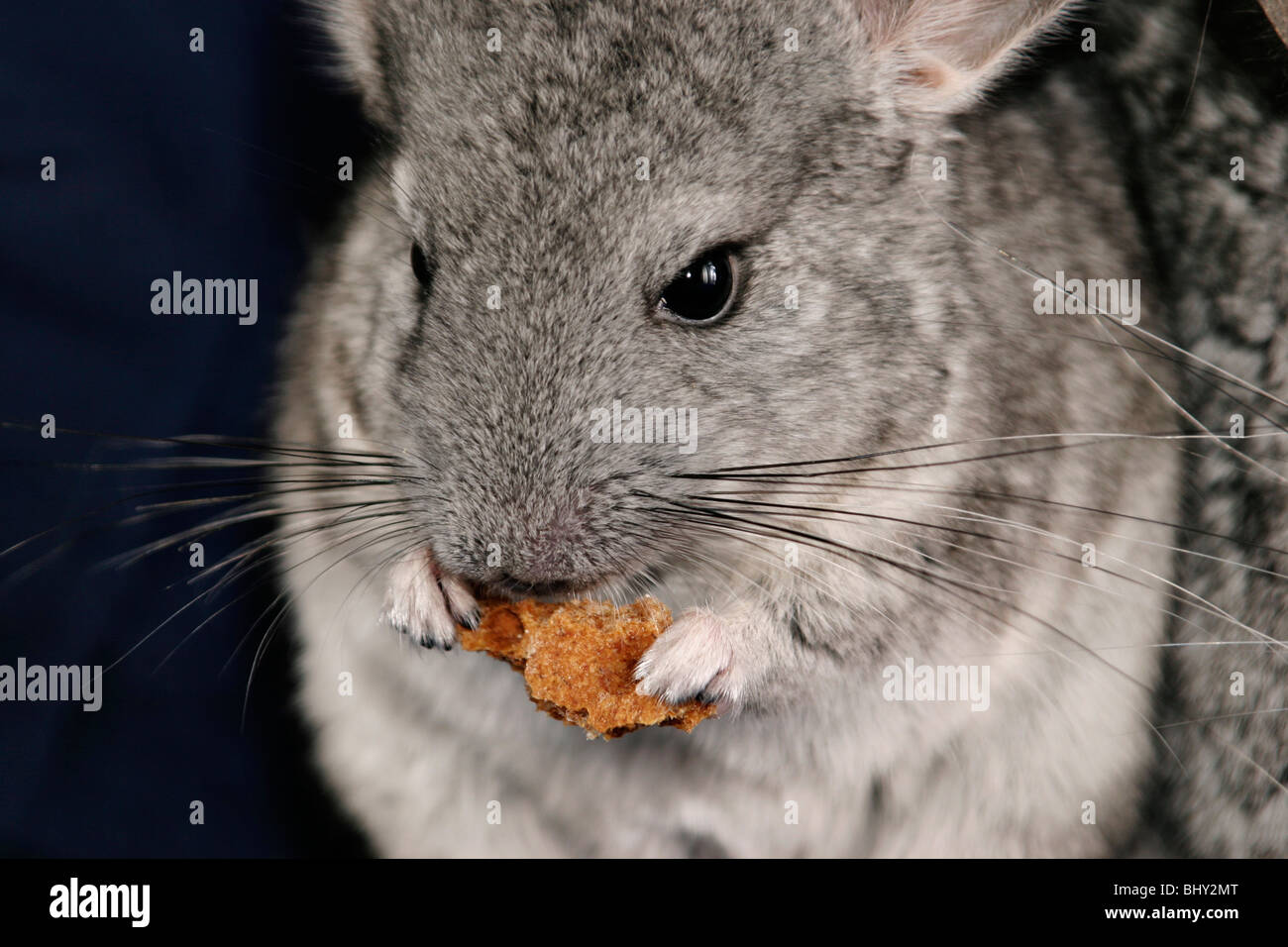 Feeding chinchilla hi-res stock photography and images - Alamy