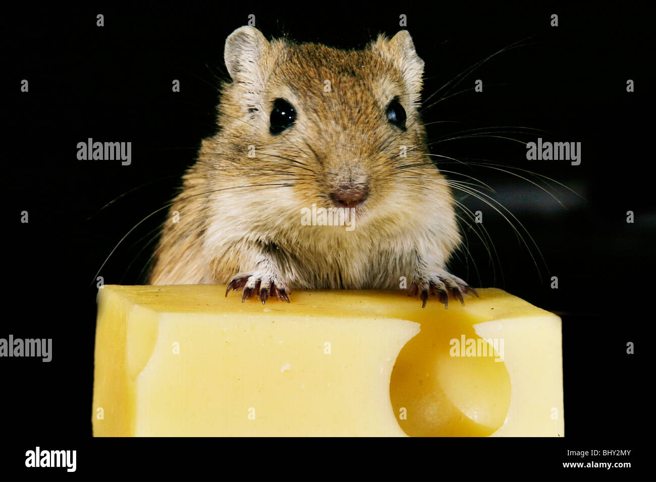 mouse with cheese Stock Photo - Alamy