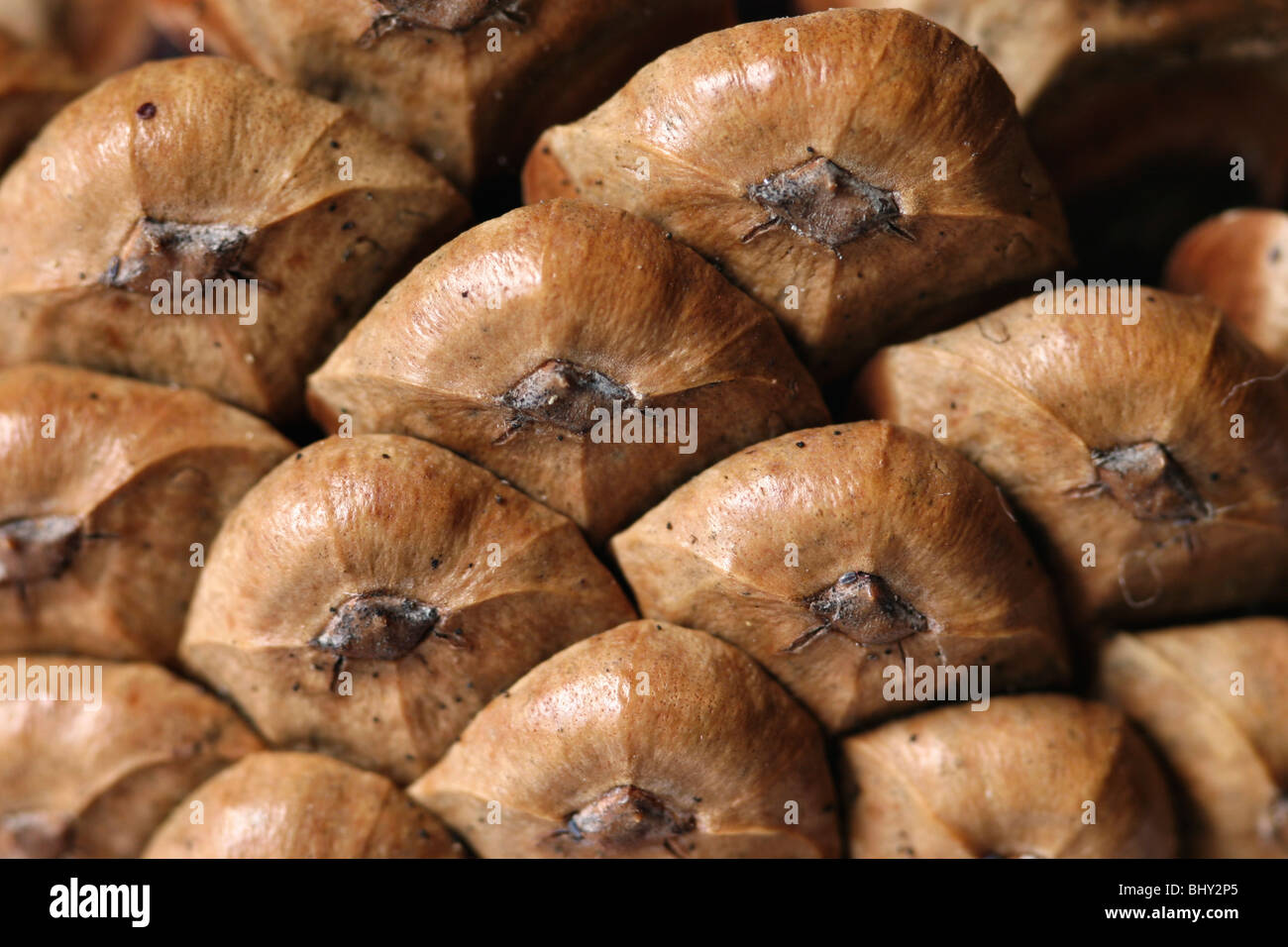 Pinus seed hi-res stock photography and images - Alamy