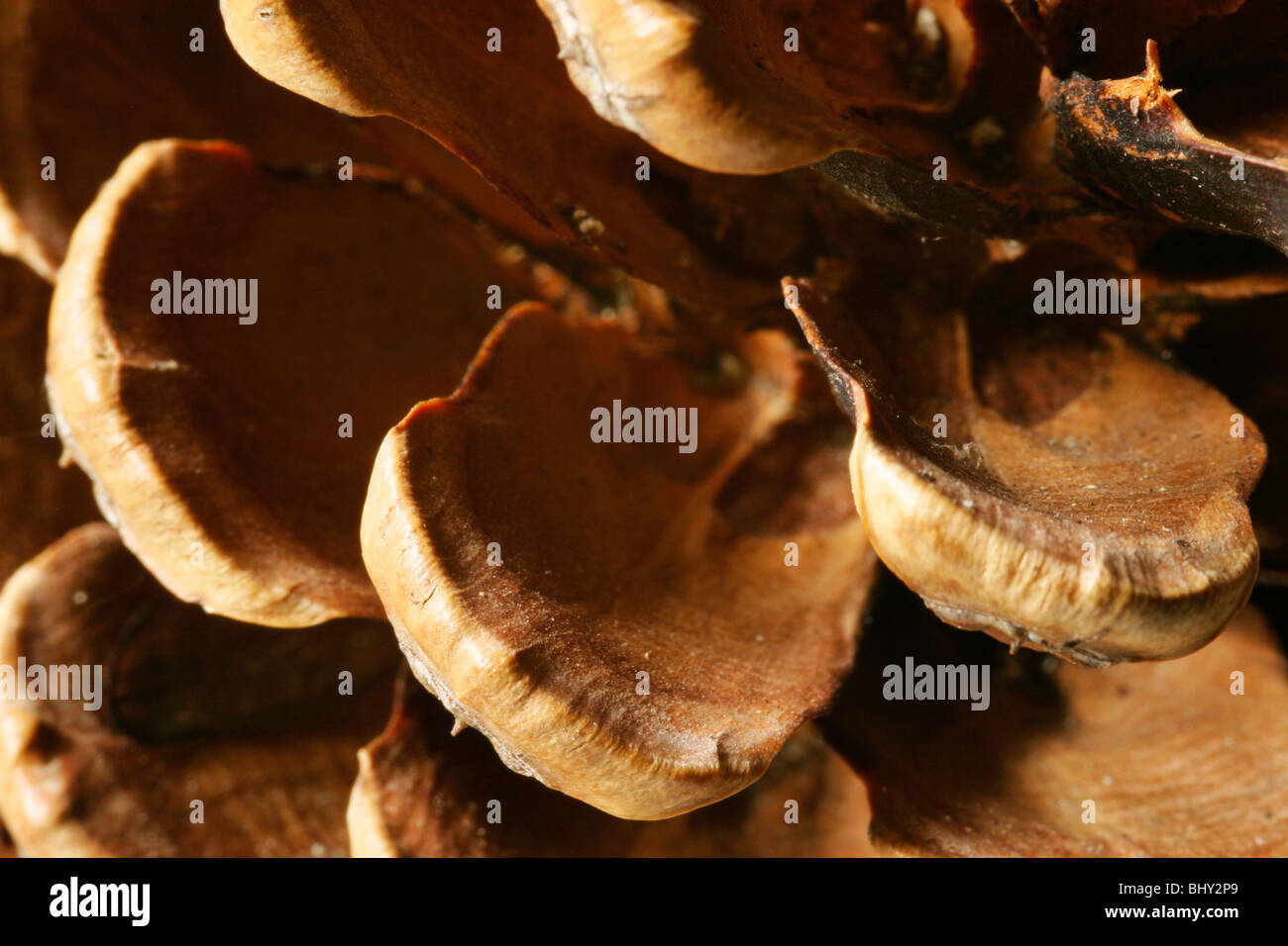 Pinus seed hi-res stock photography and images - Alamy