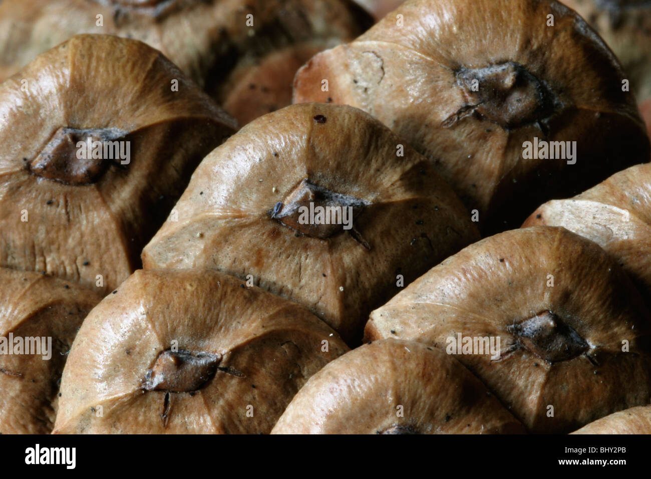 Pinus seed hi-res stock photography and images - Alamy