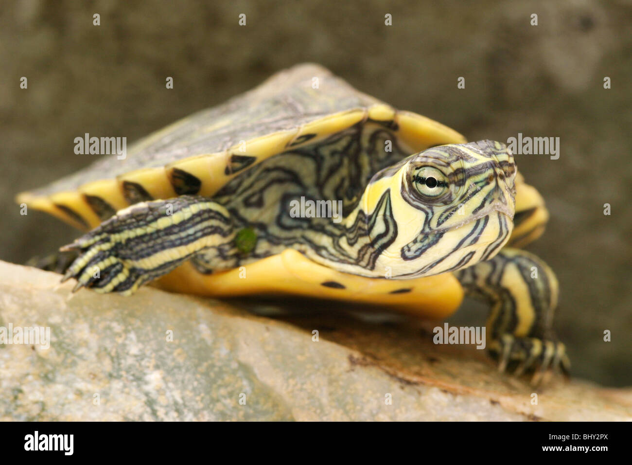 tortoise (Trachemys scripta scripta Stock Photo - Alamy