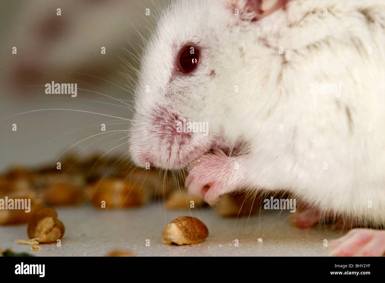 white mouse by eating Stock Photo - Alamy