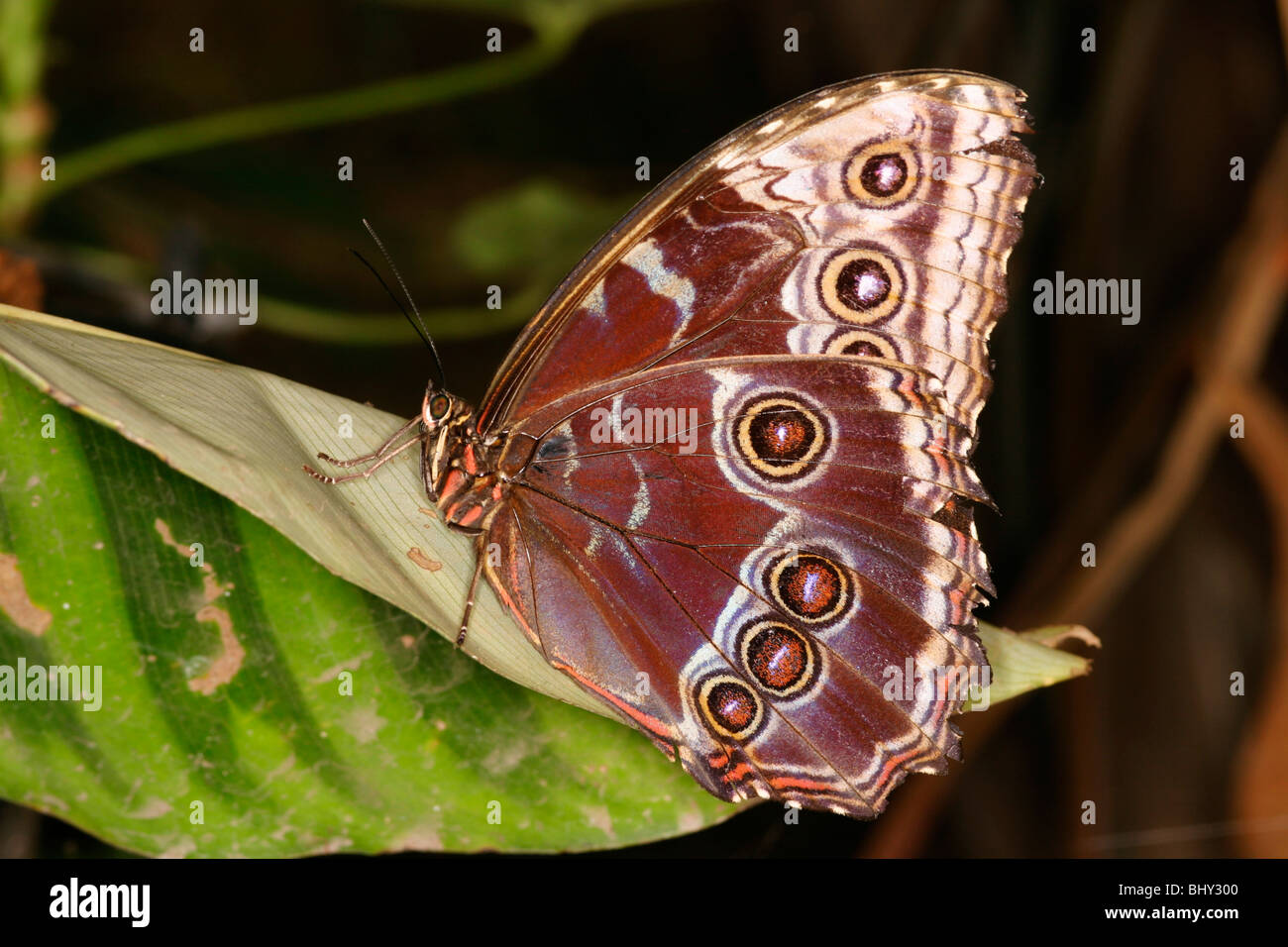 Morpho peleides limpida Stock Photo - Alamy