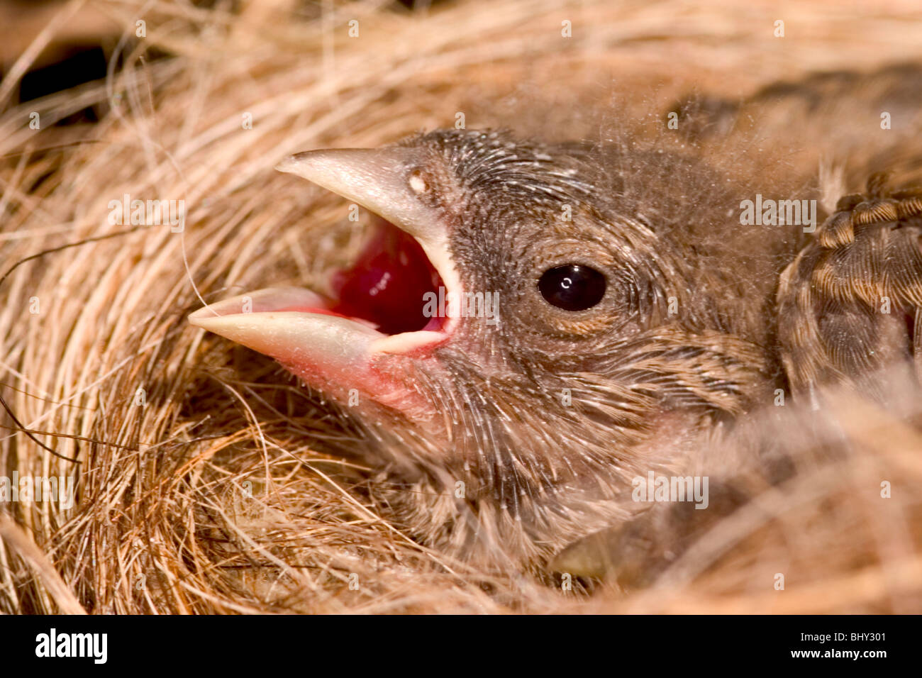Cute birds in nest hi-res stock photography and images - Alamy