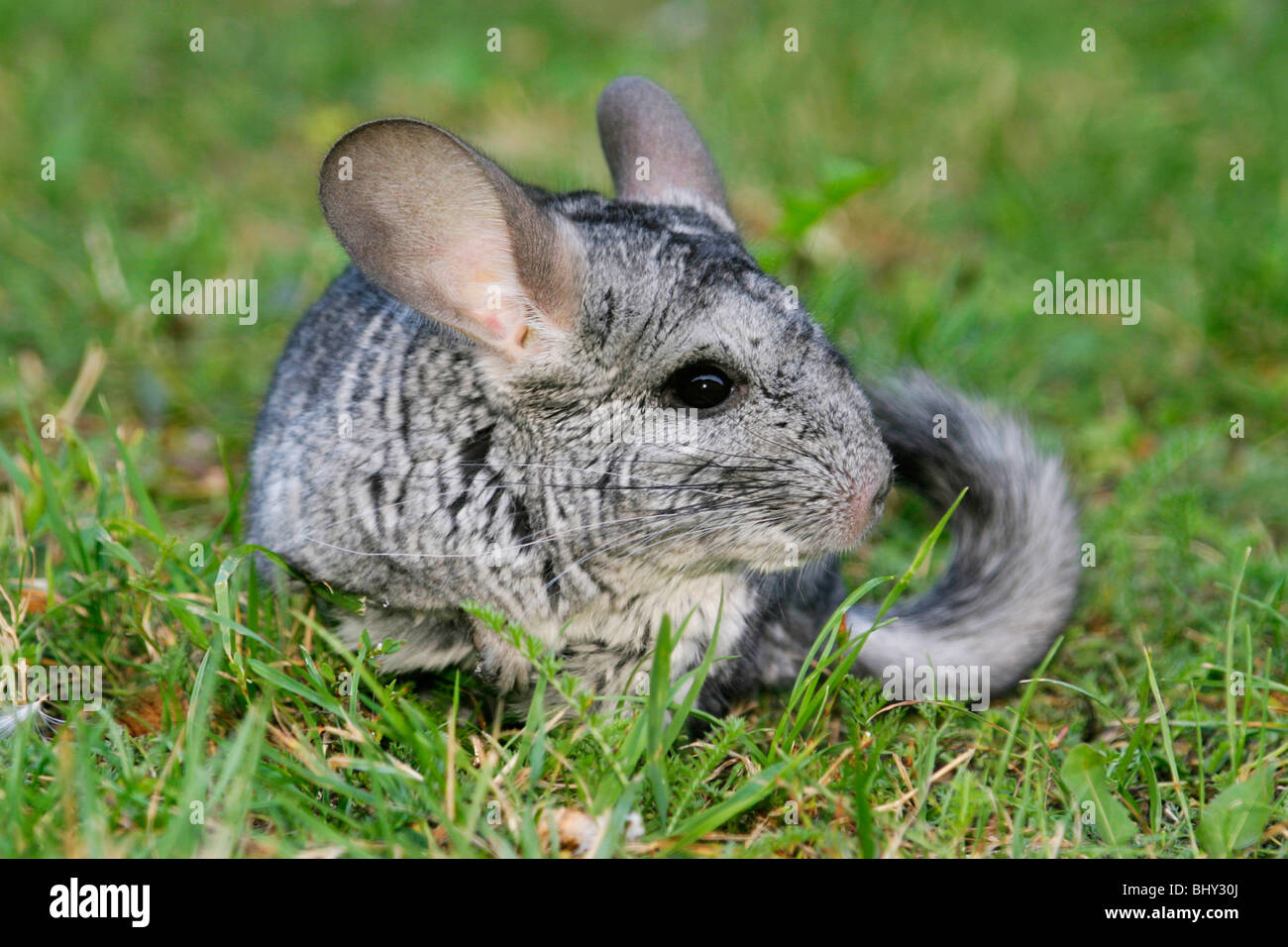 Feeding chinchilla hi-res stock photography and images - Alamy