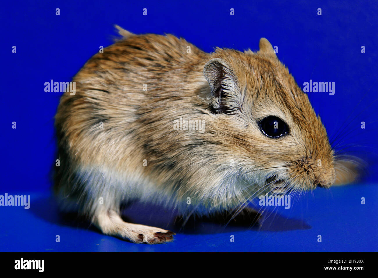 Meriones hi-res stock photography and images - Alamy