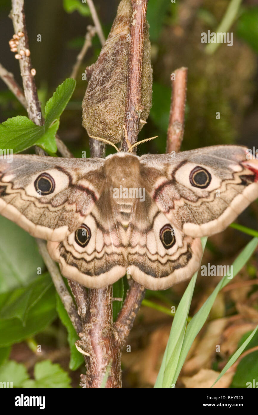 Eudia hi-res stock photography and images - Alamy