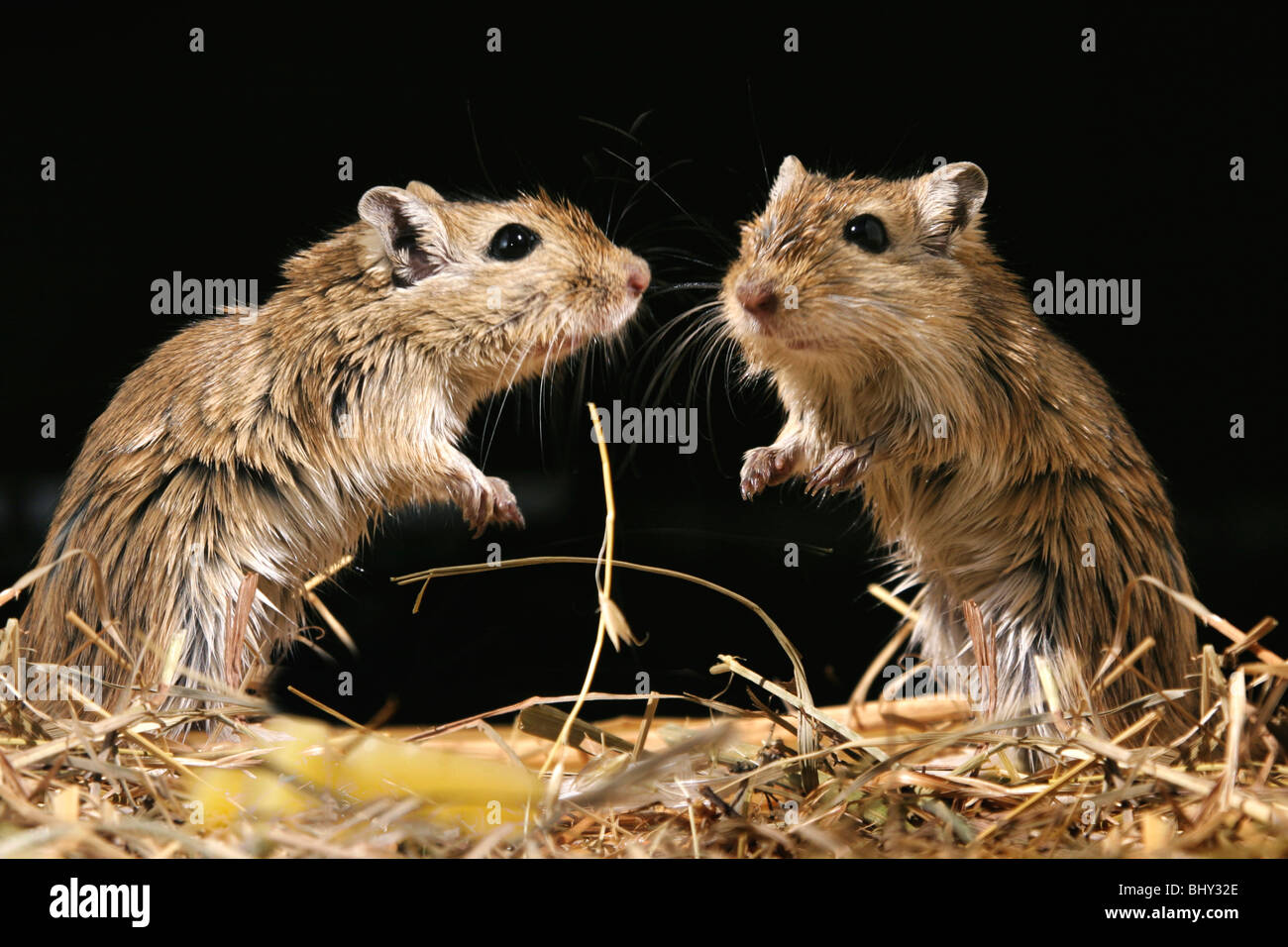 Meriones shawi hi-res stock photography and images - Alamy