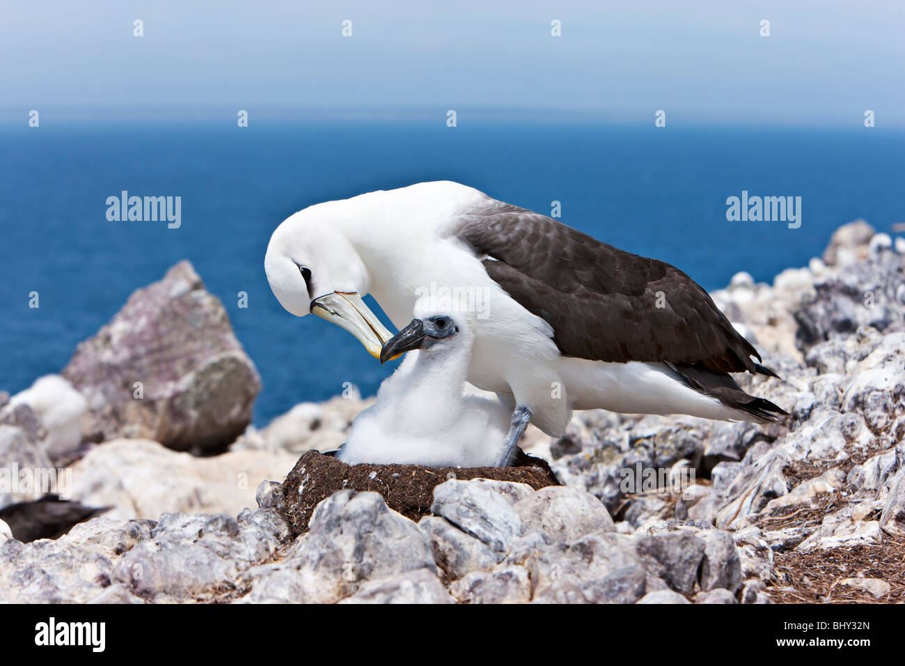 Shy Albatross Chick High Resolution Stock Photography and Images - Alamy