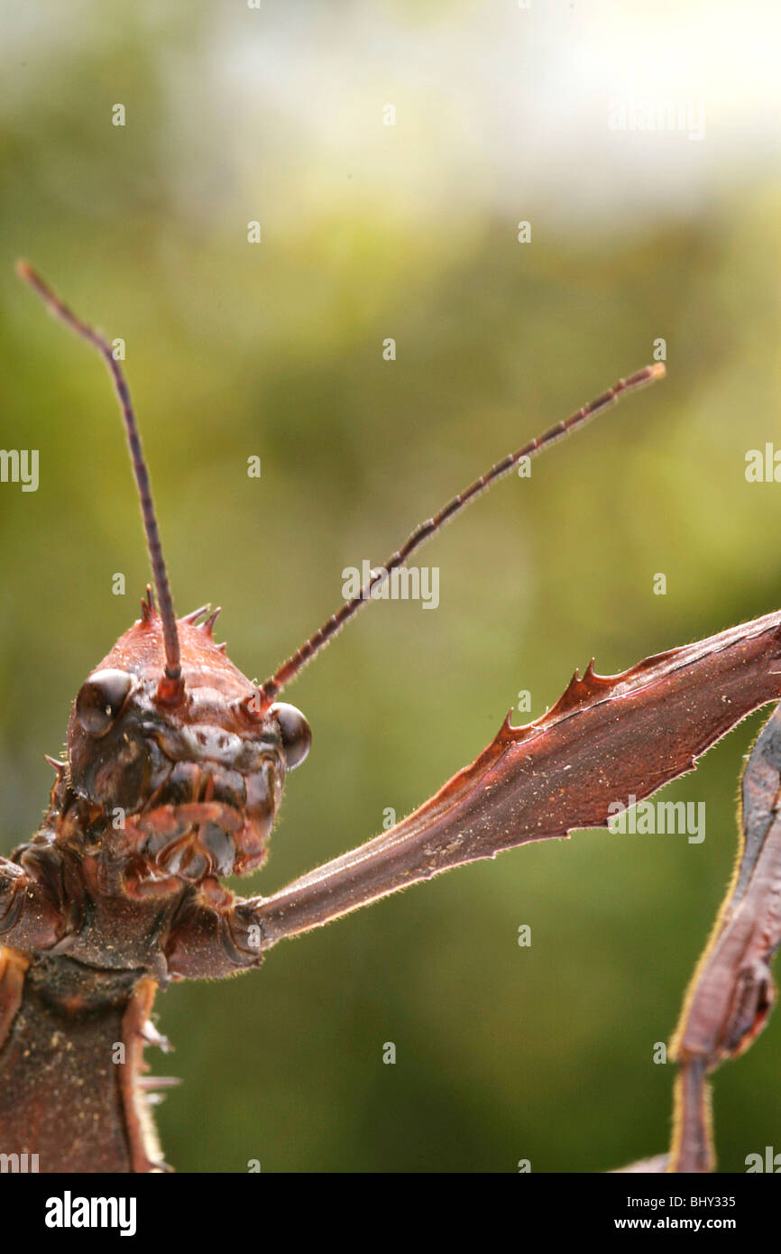 Tiaratum extatosoma insects hi-res stock photography and images - Alamy