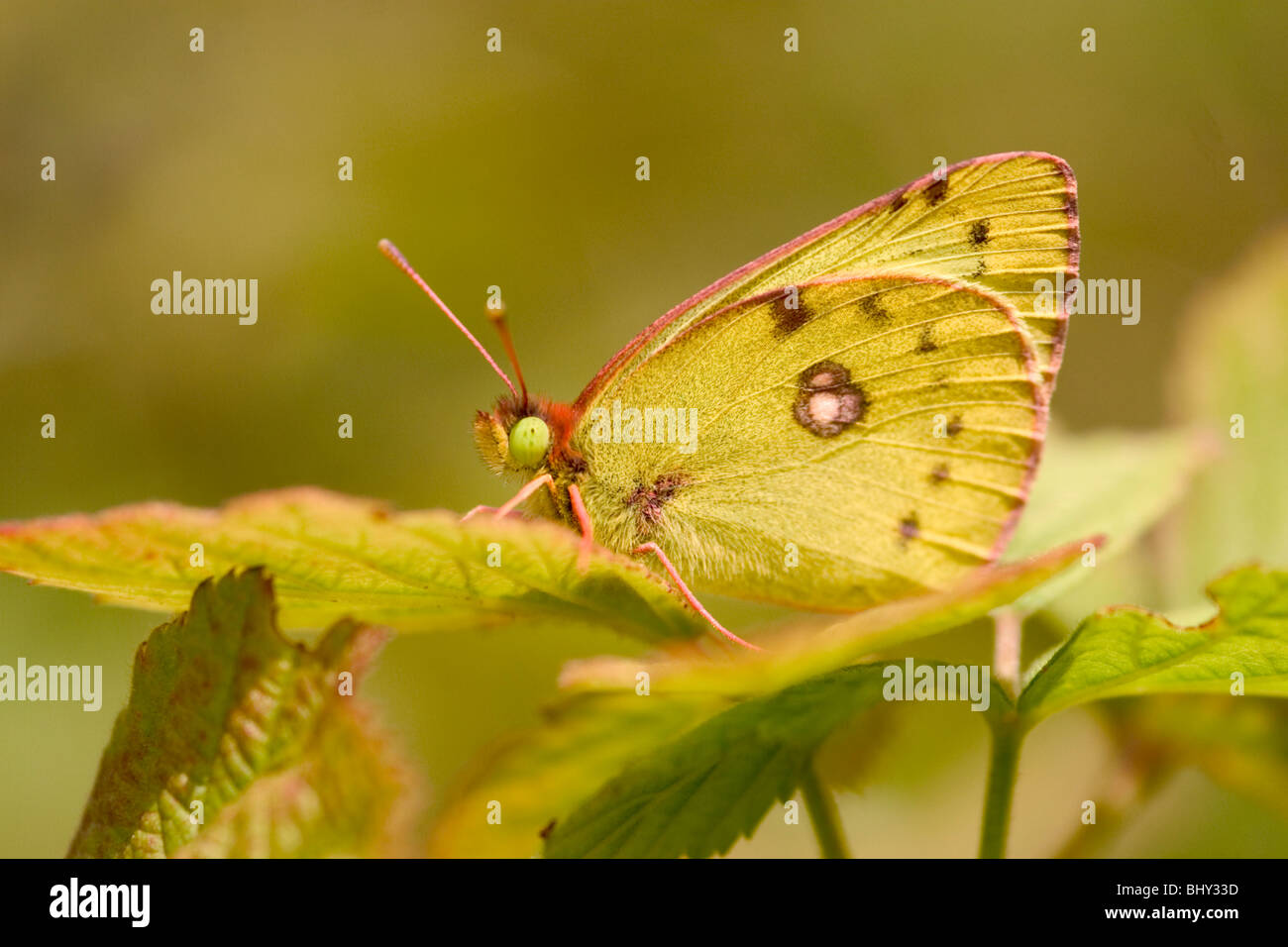 Colias australis hi-res stock photography and images - Alamy