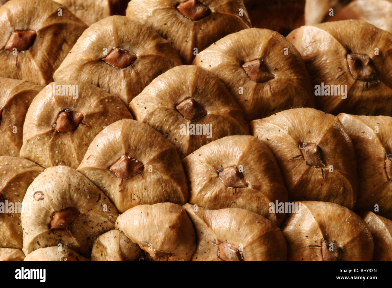 Pinus seed hi-res stock photography and images - Alamy