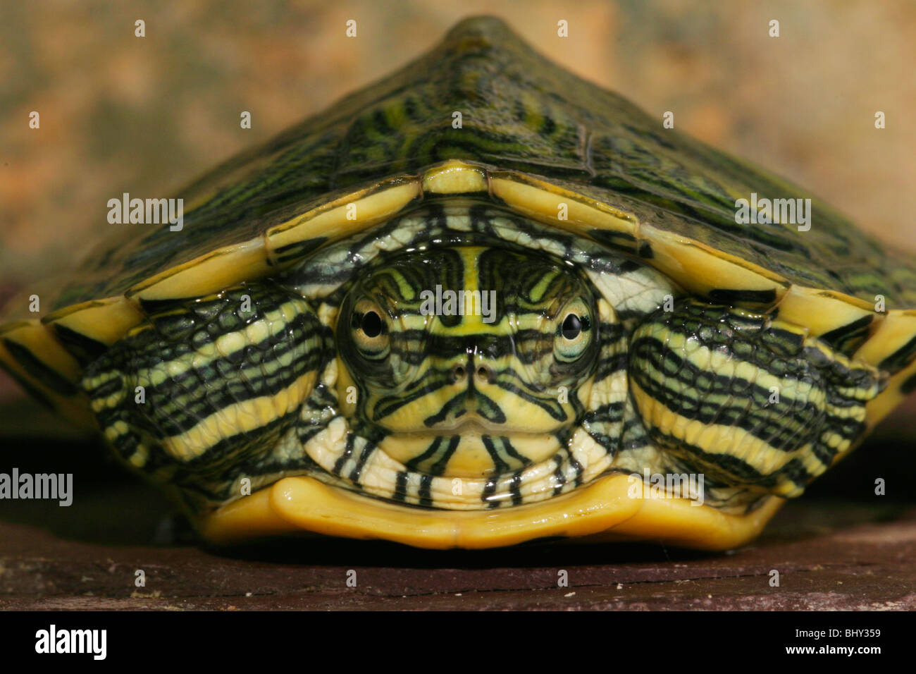 tortoise (Trachemys scripta scripta Stock Photo - Alamy