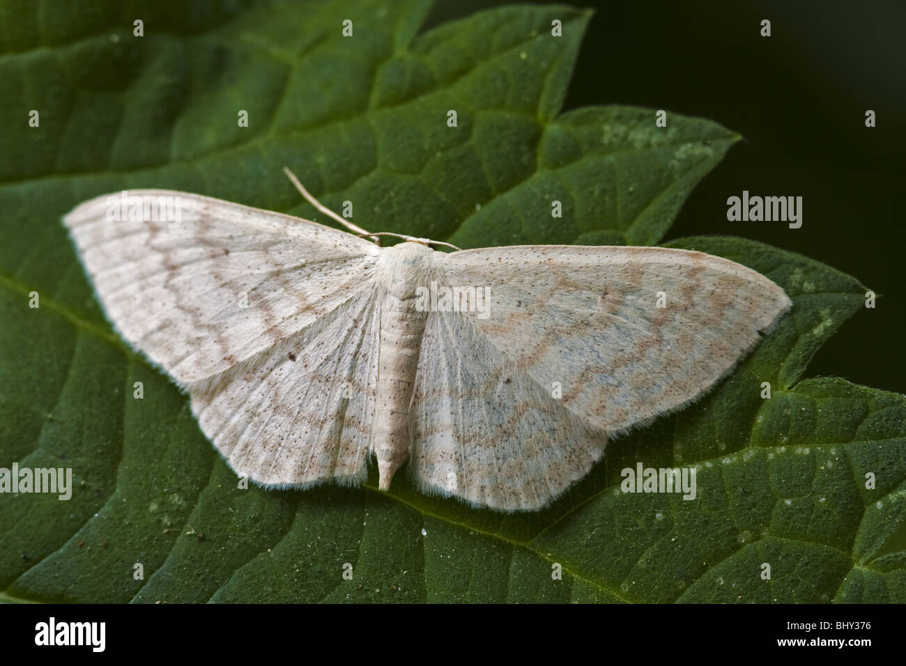 Cream wave hi-res stock photography and images - Alamy