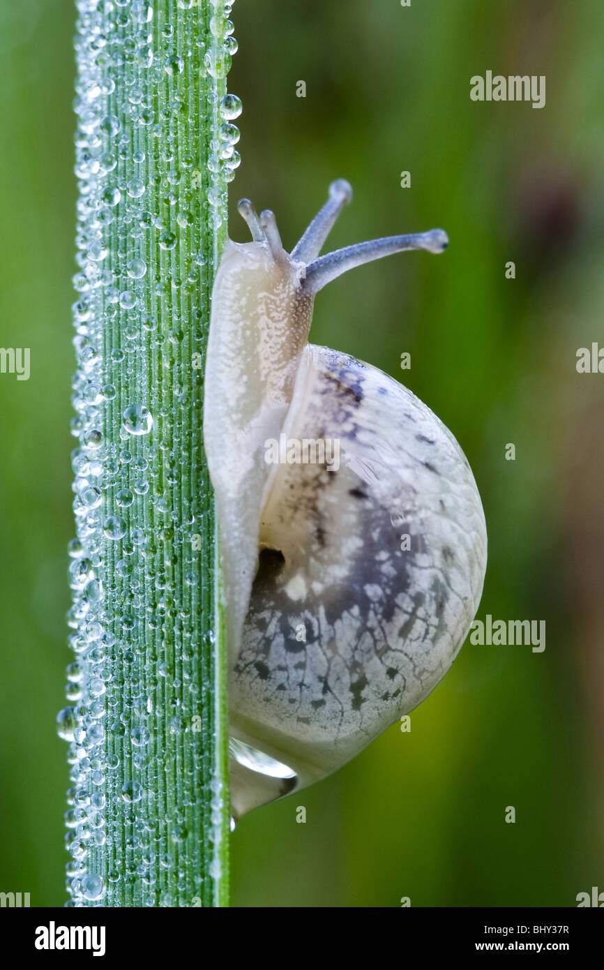 snail on a blade of grass Stock Photo - Alamy