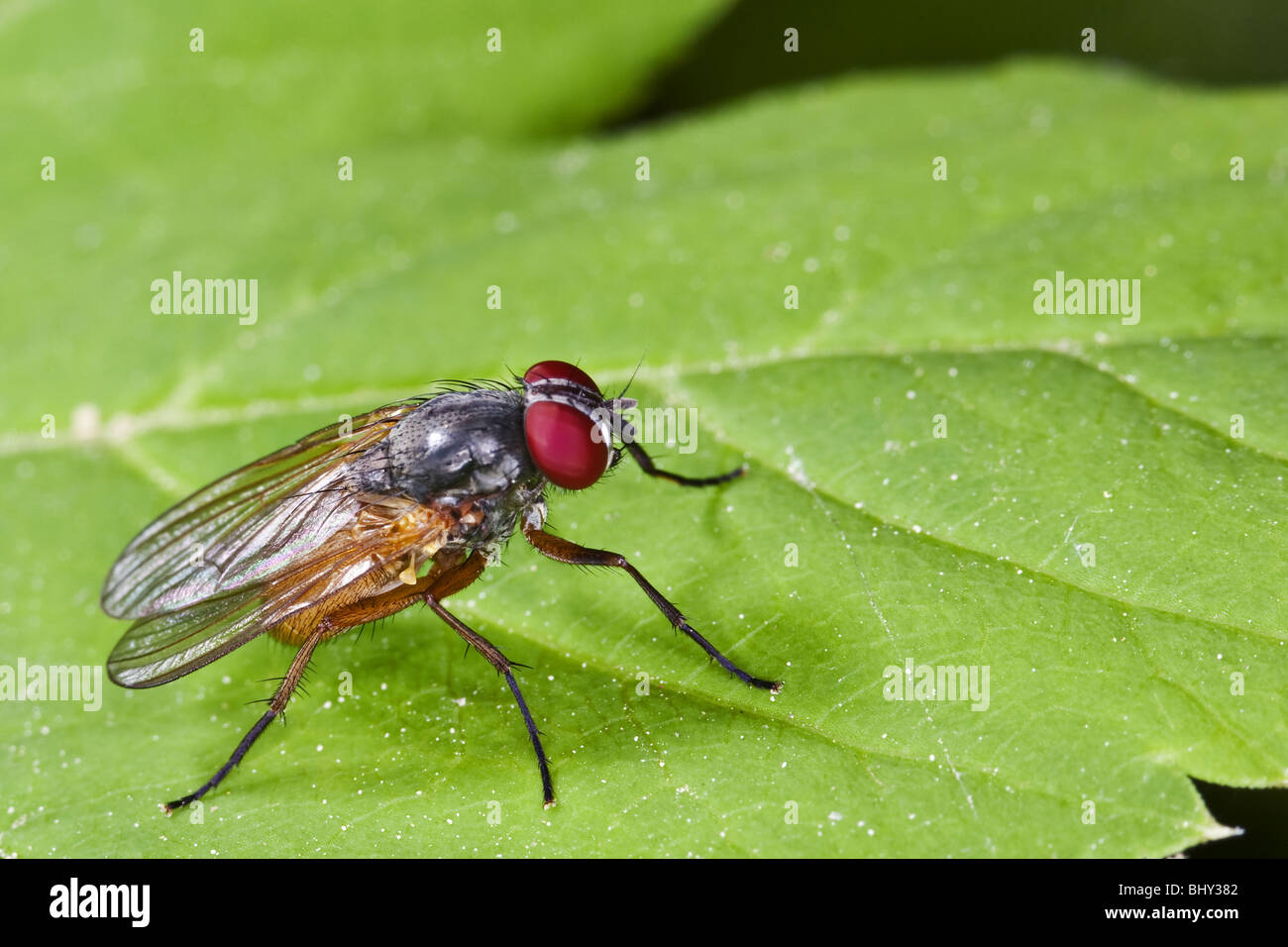 Suborder brachycera hi-res stock photography and images - Alamy