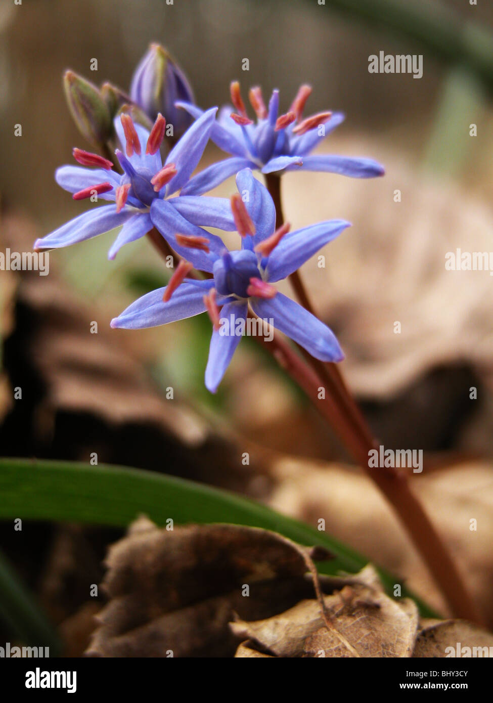 Scilla bloom hi-res stock photography and images - Alamy