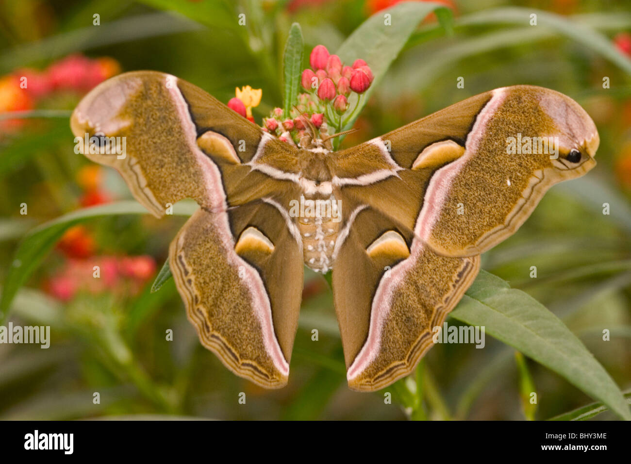 Samia cynthia butterfly hi-res stock photography and images - Alamy
