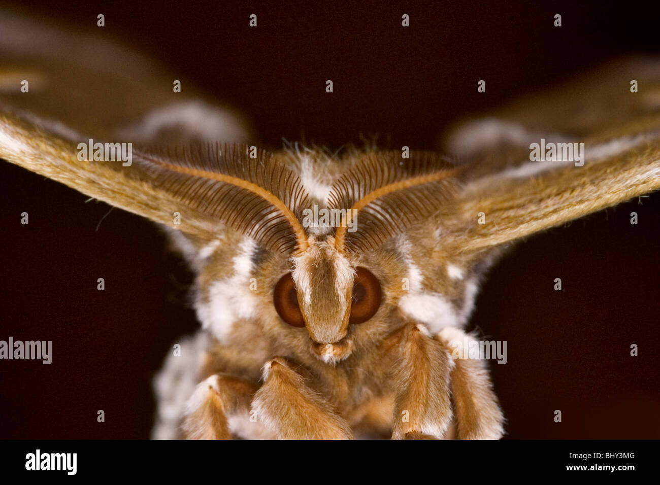 Samia cynthia hi-res stock photography and images - Alamy