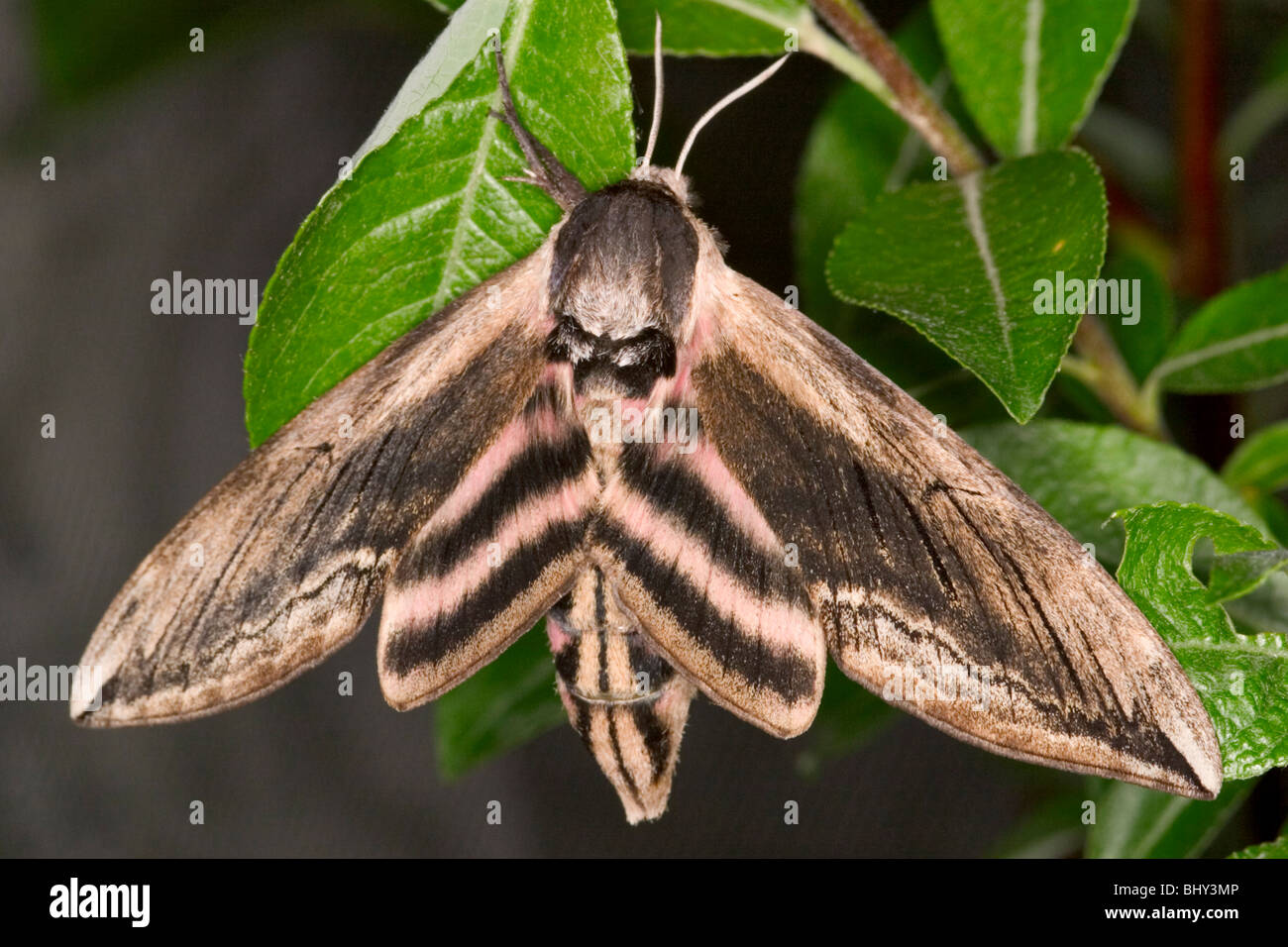 Ligustri hi-res stock photography and images - Alamy