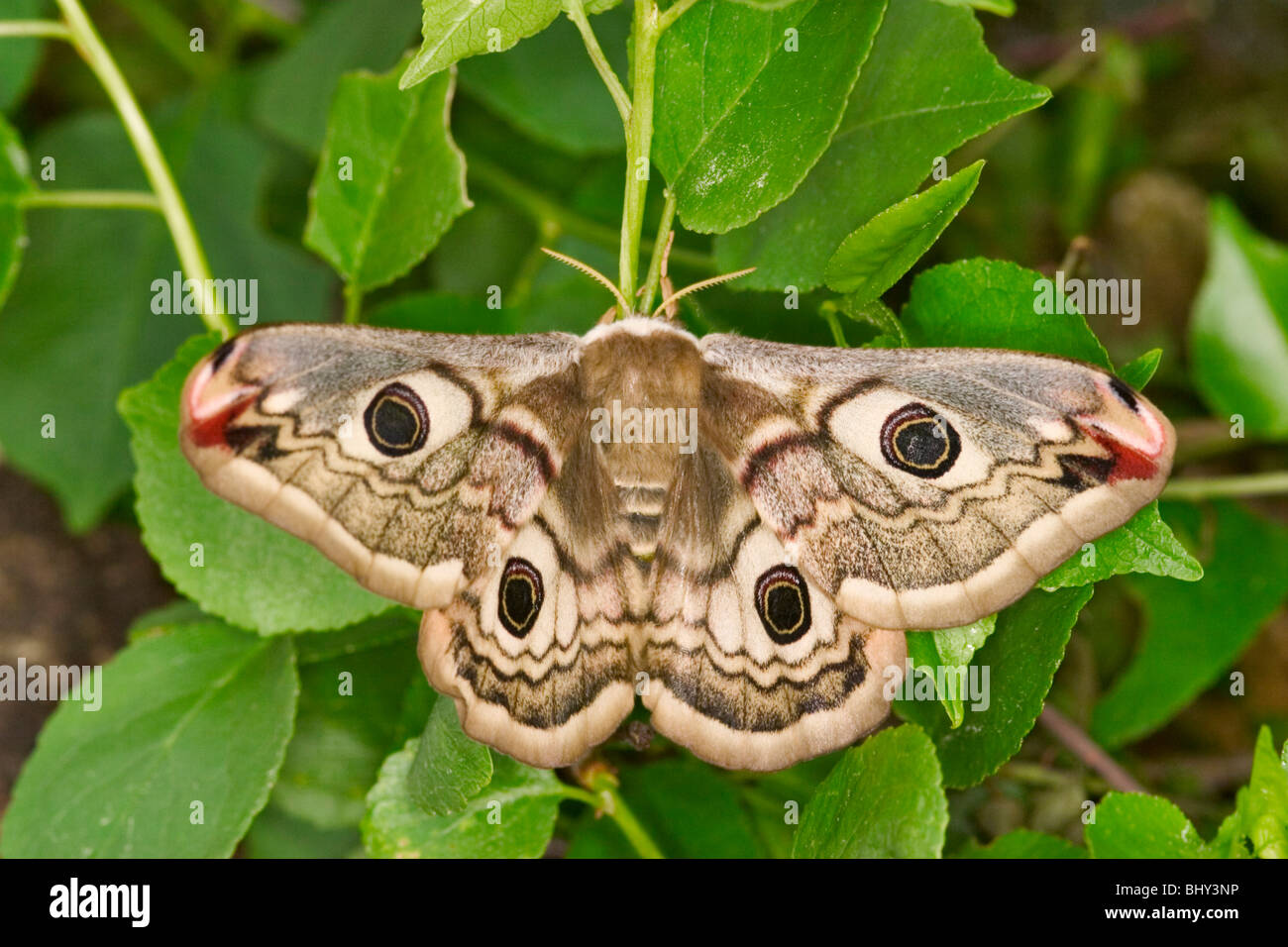 Eudia hi-res stock photography and images - Alamy