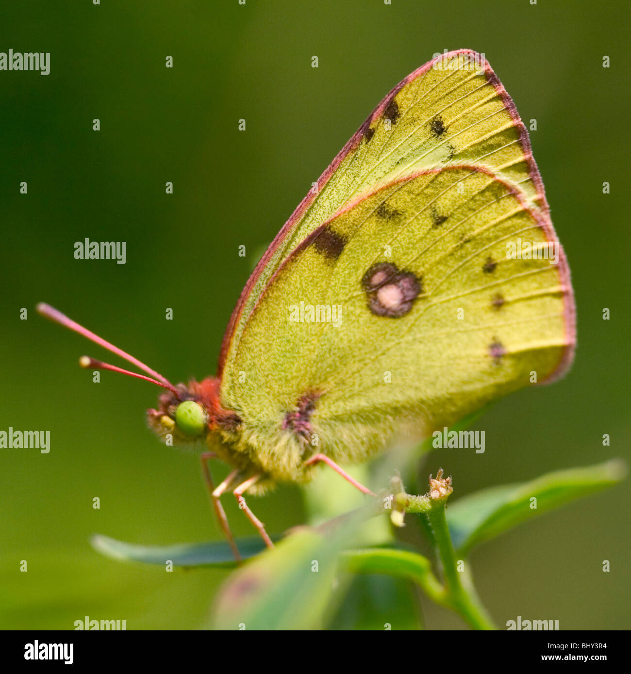 Colias australis hi-res stock photography and images - Alamy