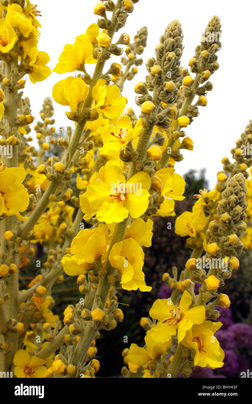 Verbascum celsia mullein hi-res stock photography and images - Alamy