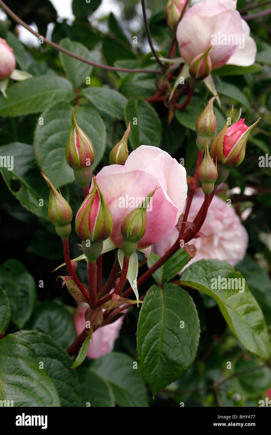 ROSA THE GENEROUS GARDENER. ROSE Stock Photo - Alamy