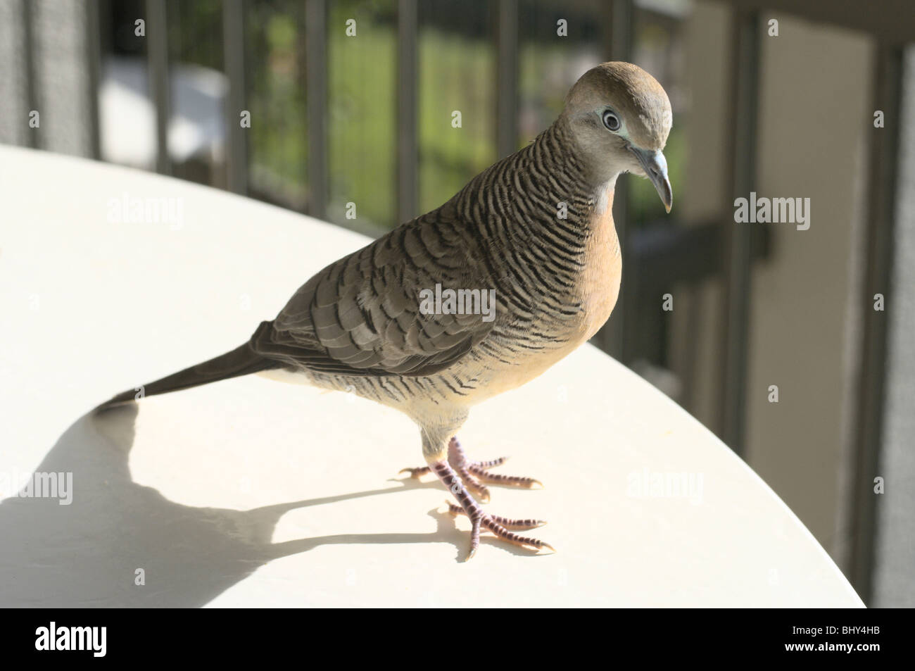 The zebra dove geopelia striata hi-res stock photography and images - Alamy