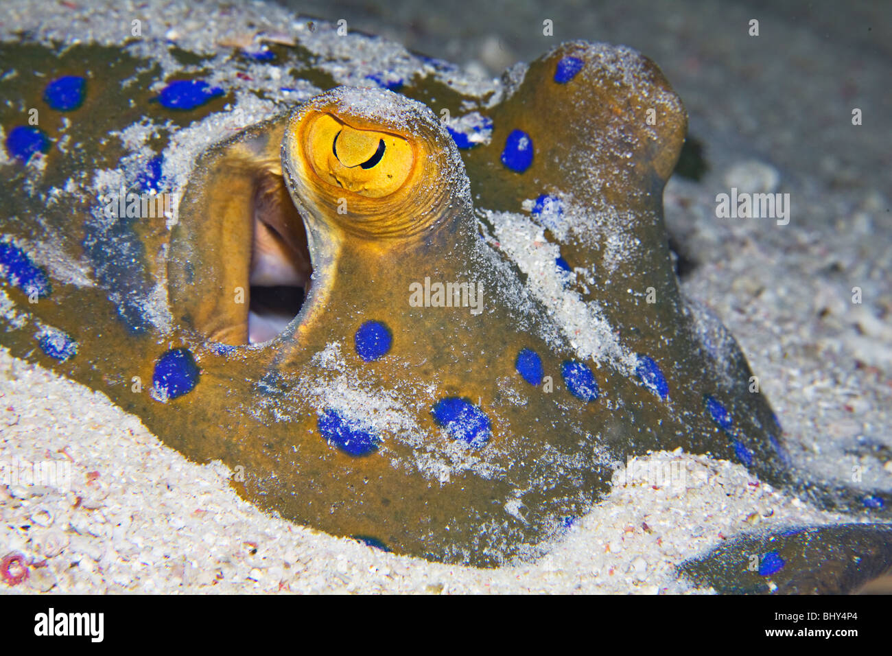 Blue-Spotted Ribbon-tail Ray (Taeniura lymma) buries itself in the ...