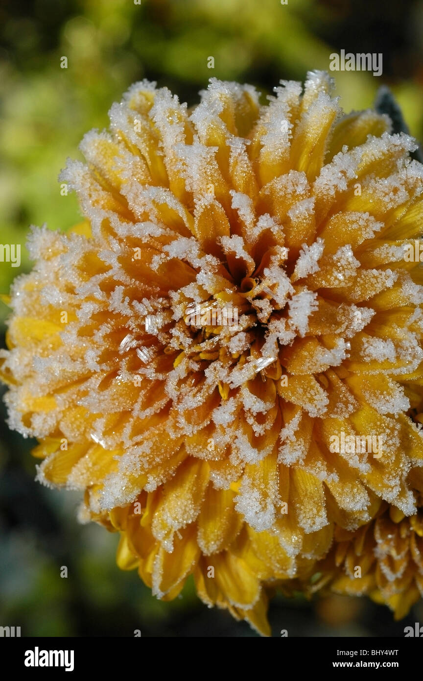 Formation crystal chrysanthemum petals hi-res stock photography and ...