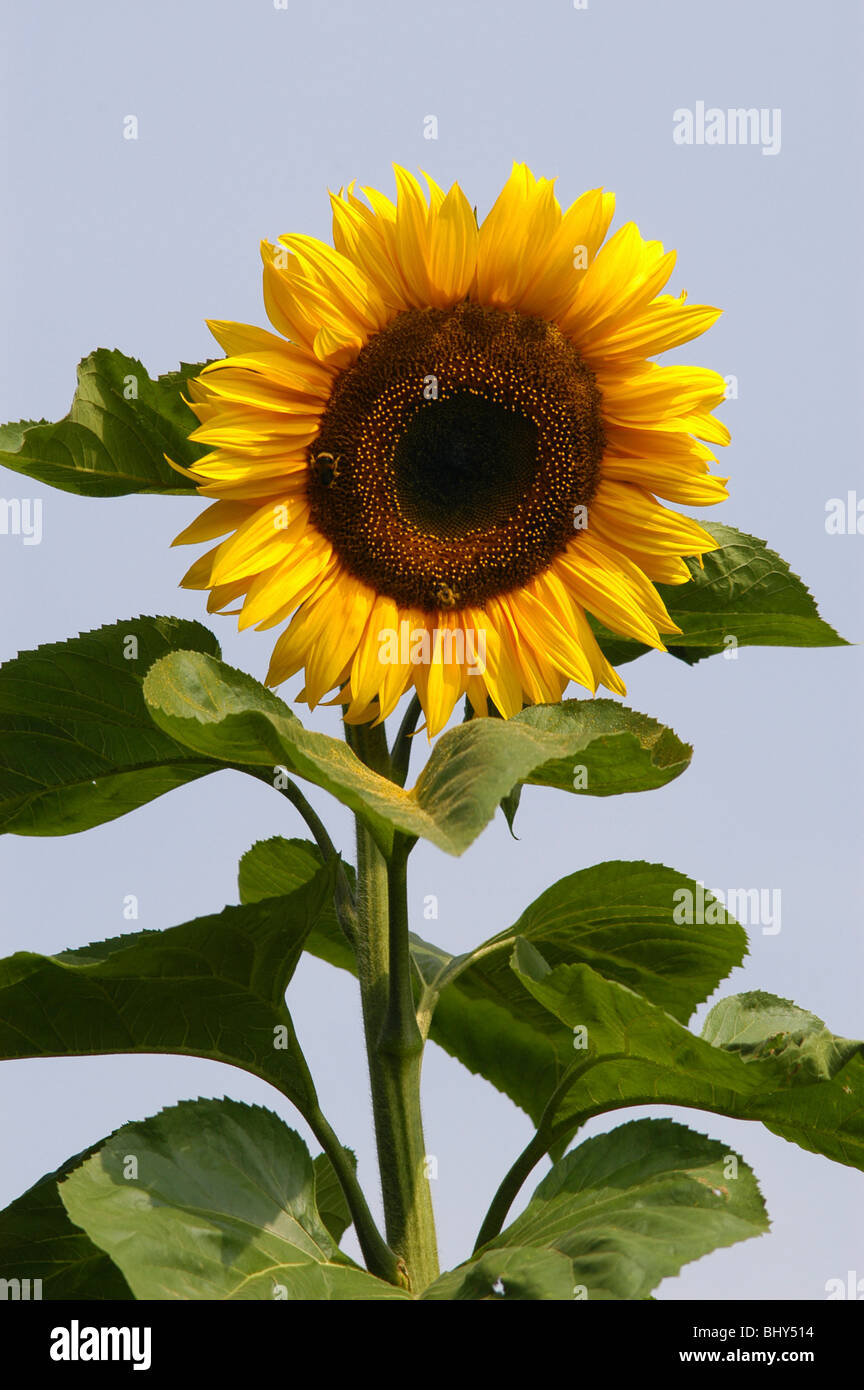 Giant sunflower seeds High Resolution Stock Photography and Images - Alamy