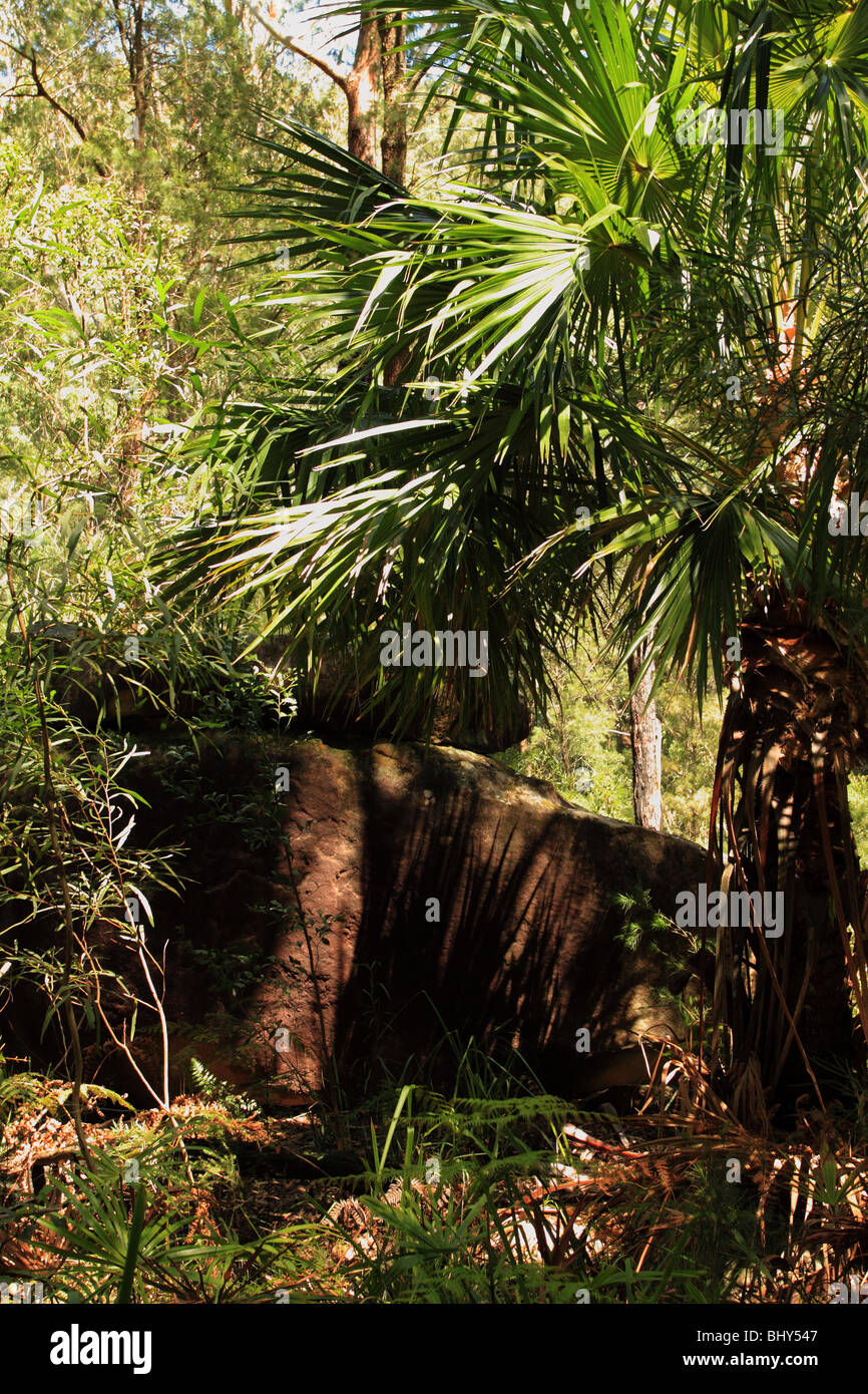 The royal national park sydney hi-res stock photography and images - Alamy