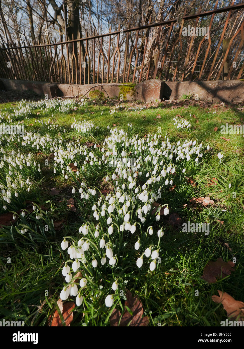 A group of snowdrops in a churchyard Stock Photo - Alamy