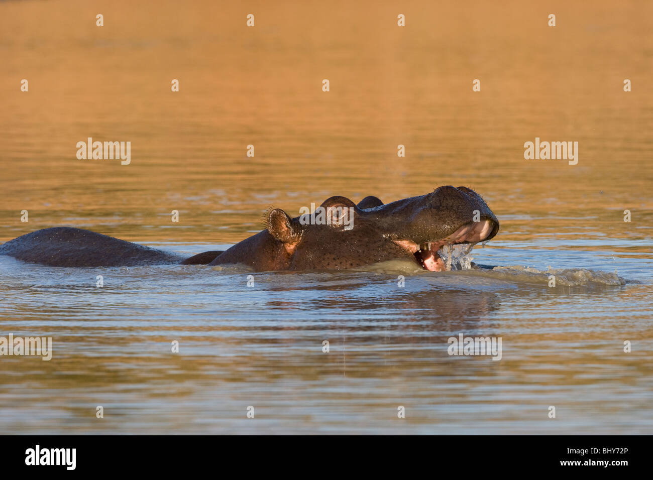 A young hippo play yawning Stock Photo - Alamy