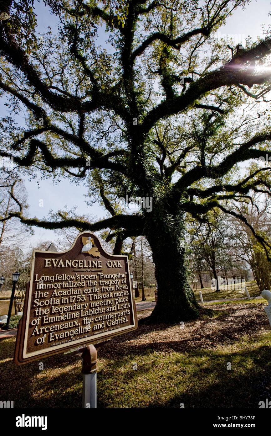 The Evangeline Oak, immortalized by Henry Wadsworth Longfellow, St ...
