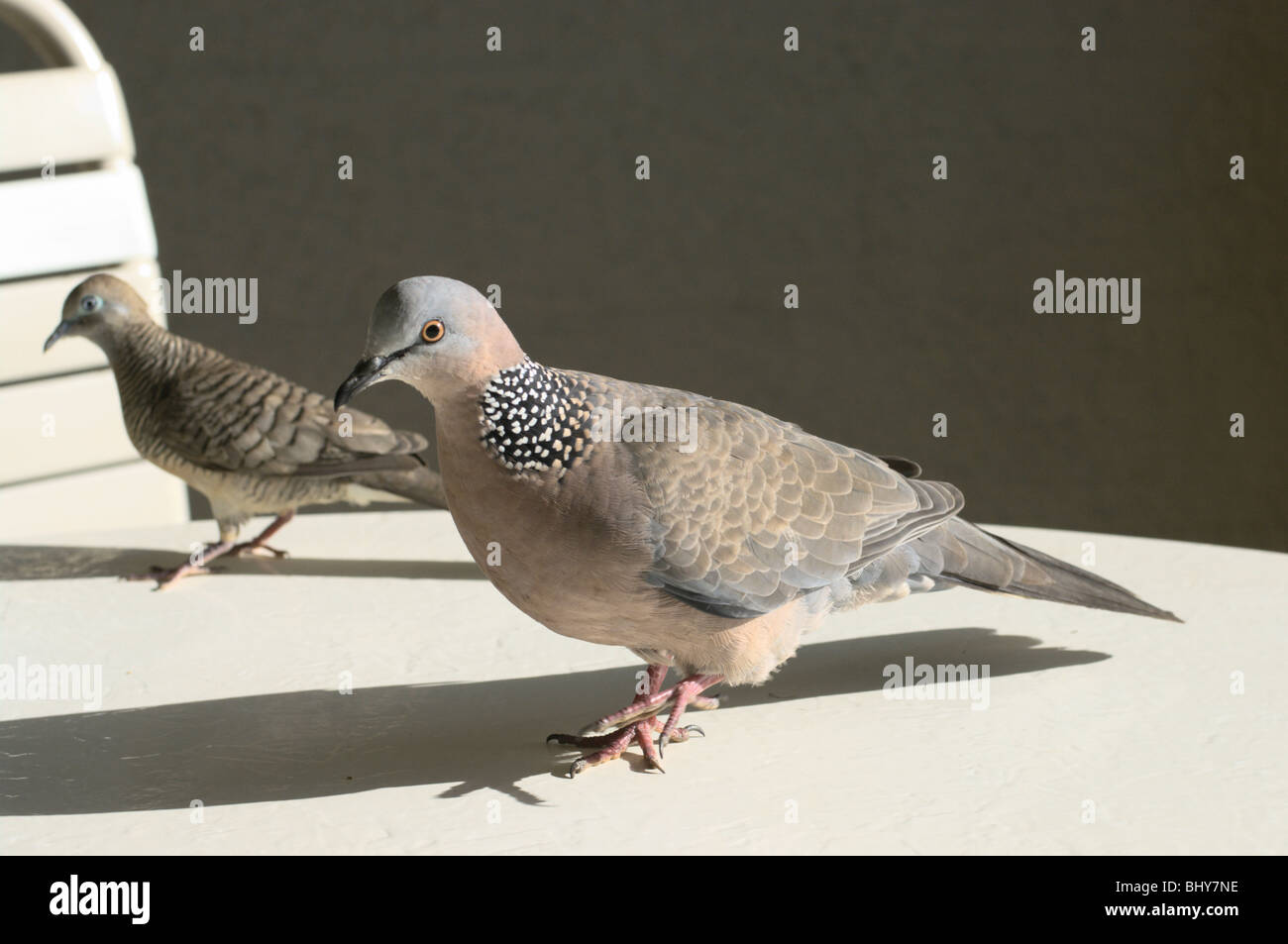 Chinese dove hi-res stock photography and images - Alamy