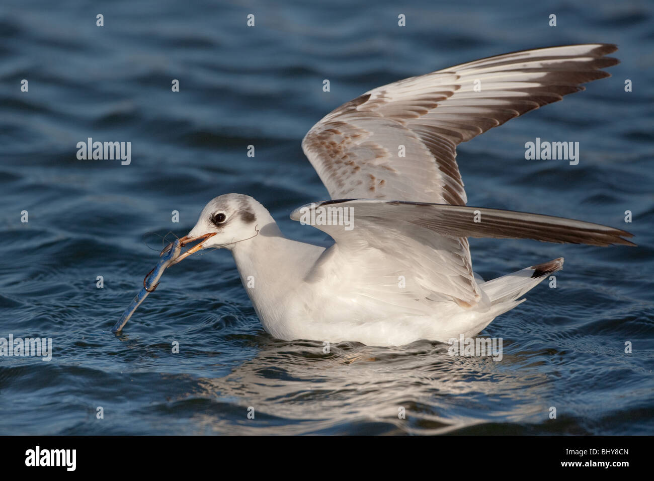 Black-headed gull Larus ridibundus in winter plumage Norfolk coast ...