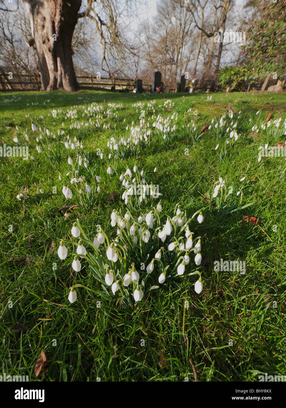 A group of snowdrops in a churchyard Stock Photo - Alamy